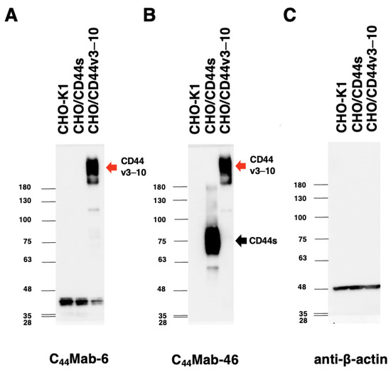 A Novel Anti-CD44 Variant 3 Monoclonal Antibody C44Mab-6 Was ...