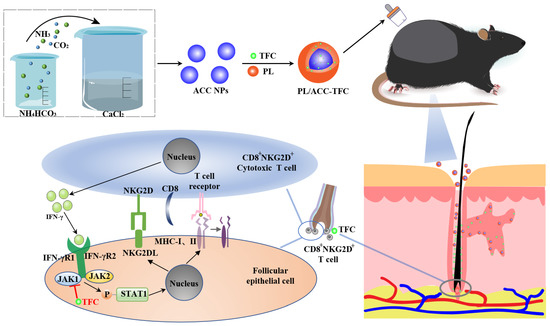 Selective Delivery of Tofacitinib Citrate to Hair Follicles Using Lipid ...