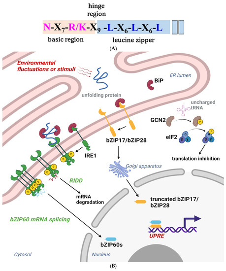 The Role of Plant Transcription Factors in the Fight against Plant Viruses