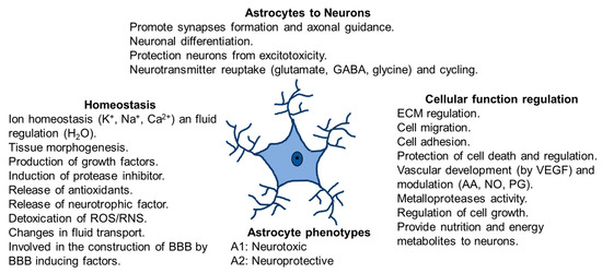 Functions of Astrocytes under Normal Conditions and after a Brain Disease