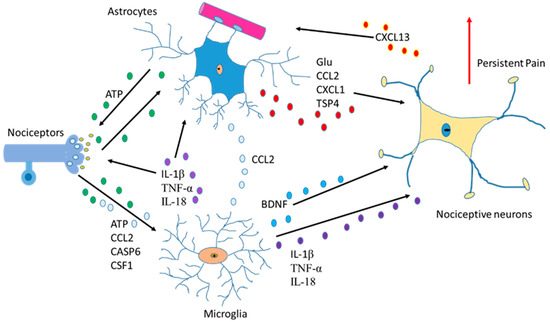 Functions of Astrocytes under Normal Conditions and after a Brain Disease