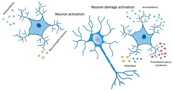 Functions of Astrocytes under Normal Conditions and after a Brain Disease