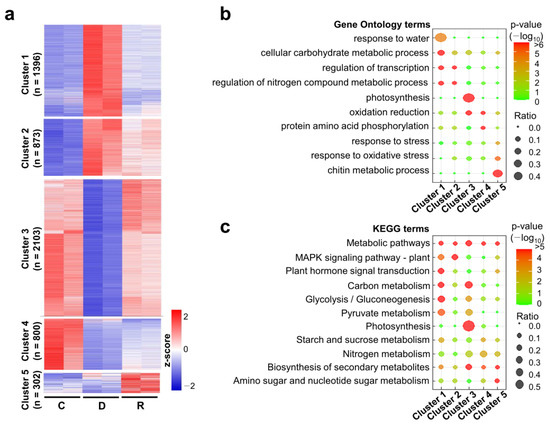Comprehensive Analysis of Rice Seedling Transcriptome during ...