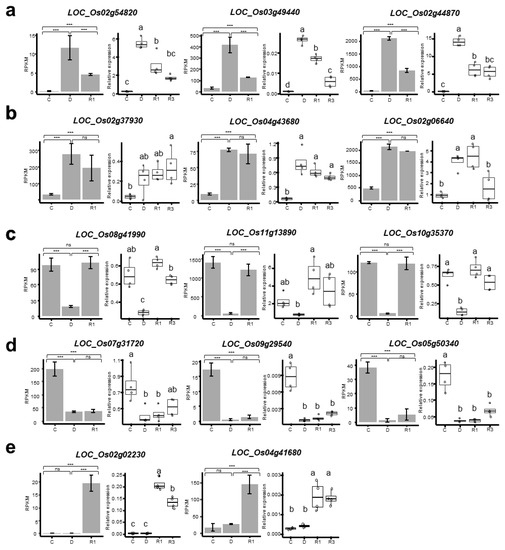 Comprehensive Analysis of Rice Seedling Transcriptome during ...