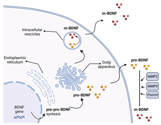 IJMS | Free Full-Text | The Role of BDNF in Multiple Sclerosis ...