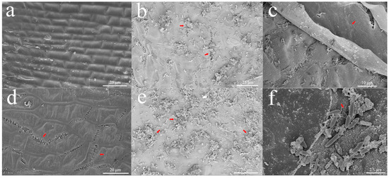 Comprehensive Transcriptomic and Metabolic Profiling of Agrobacterium ...