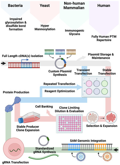 Engineering Human Cells Expressing CRISPR/Cas9-Synergistic Activation ...