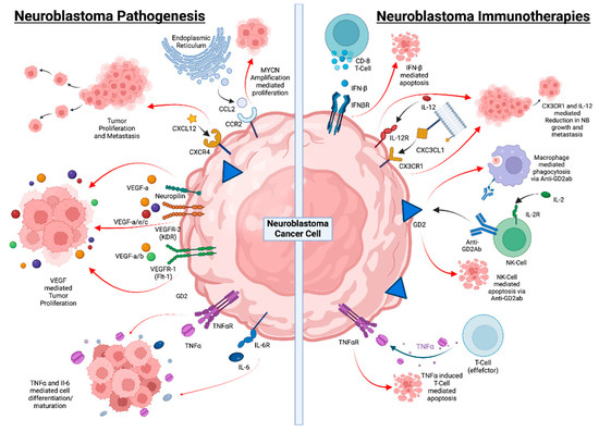 Biological Insight and Recent Advancement in the Treatment of Neuroblastoma