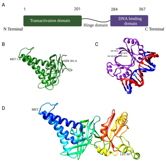 Protein–DNA Interactions Regulate Human Papillomavirus DNA Replication, Transcription, and ...