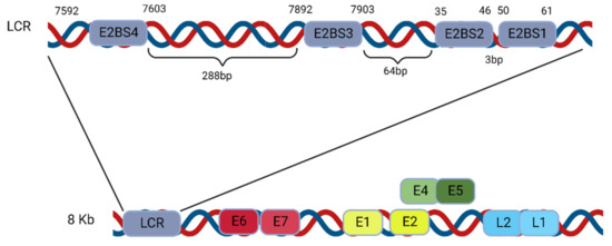Protein–DNA Interactions Regulate Human Papillomavirus DNA Replication, Transcription, and ...