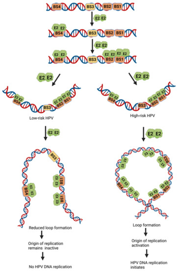 Protein–DNA Interactions Regulate Human Papillomavirus DNA Replication, Transcription, and ...