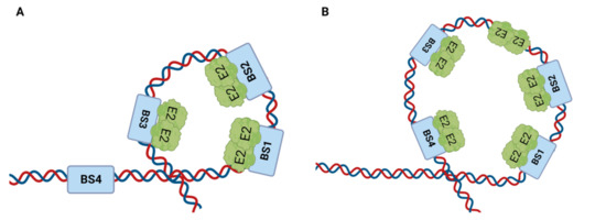 Protein–DNA Interactions Regulate Human Papillomavirus DNA Replication, Transcription, and ...