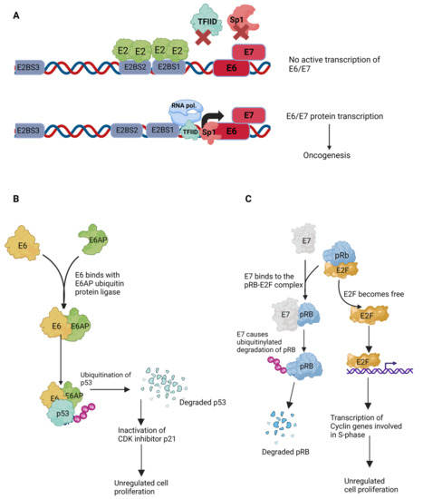 Protein–DNA Interactions Regulate Human Papillomavirus DNA Replication, Transcription, and ...