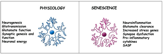 Role of Senescent Astrocytes in Health and Disease