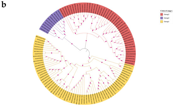 Genome-Wide Identification and Evolution Analysis of the CYP76 ...