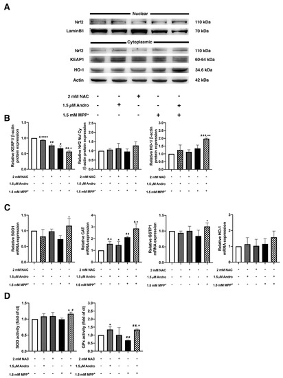 IJMS | Free Full-Text | Neuroprotection of Andrographolide against ...