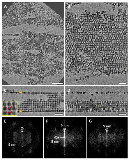 Morphological Diversity of Dps Complex with Genomic DNA