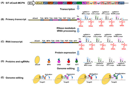 Multiplexed Gene Engineering Based on dCas9 and gRNA-tRNA Array Encoded on Single Transcript