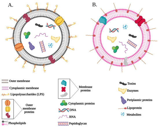 Outer Membrane Vesicles (OMVs) as Biomedical Tools and Their Relevance ...