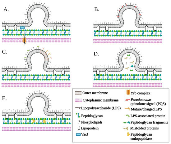 Outer Membrane Vesicles (OMVs) as Biomedical Tools and Their Relevance ...