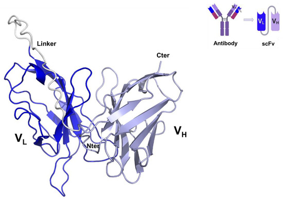Unveiling CD59-Antibody Interactions to Design Paratope-Mimicking ...
