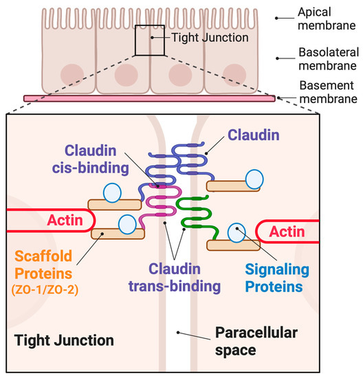 Claudin Barriers on the Brink: How Conflicting Tissue and Cellular ...