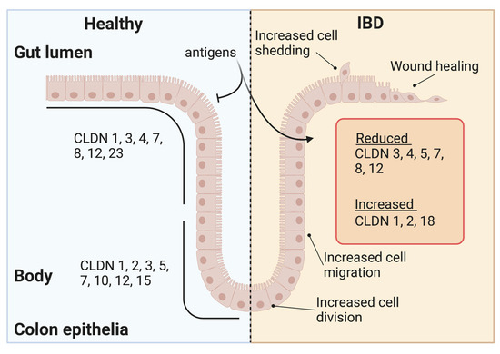 Claudin Barriers on the Brink: How Conflicting Tissue and Cellular ...