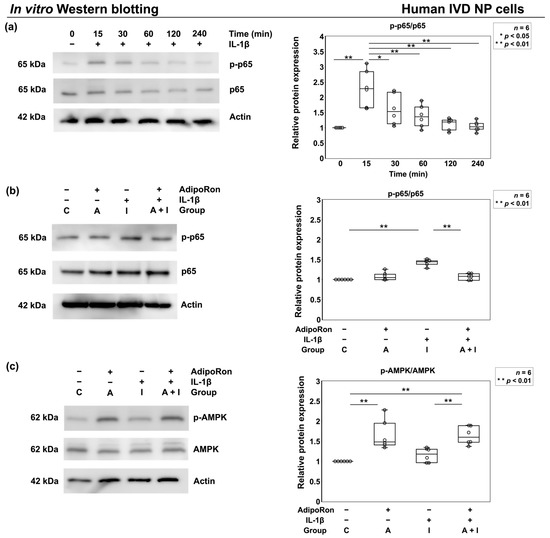 Anti-Inflammatory Effects of Adiponectin Receptor Agonist AdipoRon ...