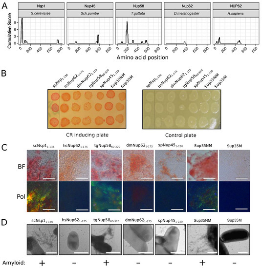 Identification of New FG-Repeat Nucleoporins with Amyloid Properties
