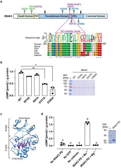 Mutations in the Vicinity of the IRAK3 Guanylate Cyclase Center Impact ...