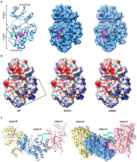 Mutations in the Vicinity of the IRAK3 Guanylate Cyclase Center Impact ...
