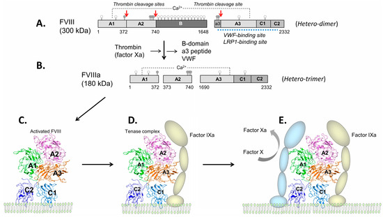 Plasma Clearance of Coagulation Factor VIII and Extension of Its Half ...