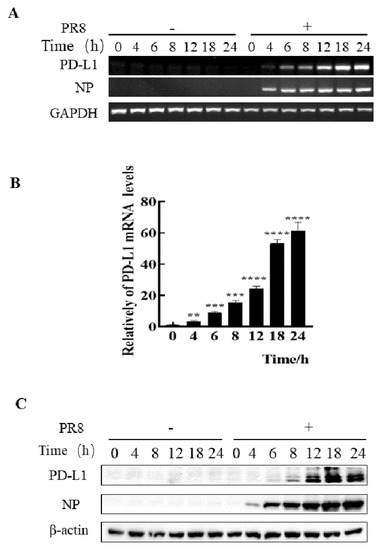 The Immunosuppressive Roles of PD-L1 during Influenza A Virus Infection