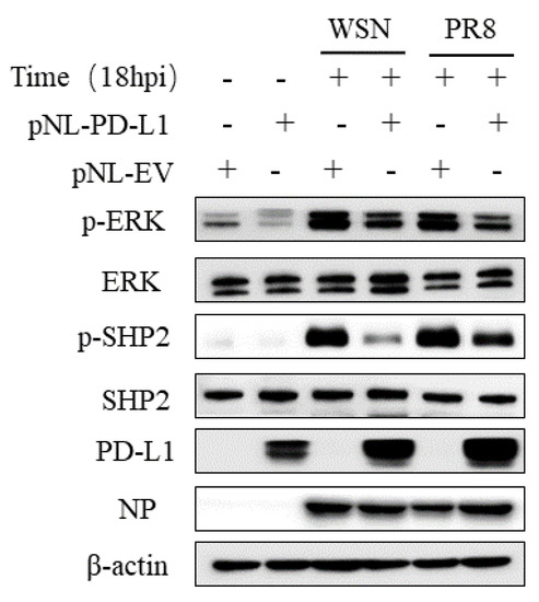 The Immunosuppressive Roles of PD-L1 during Influenza A Virus Infection
