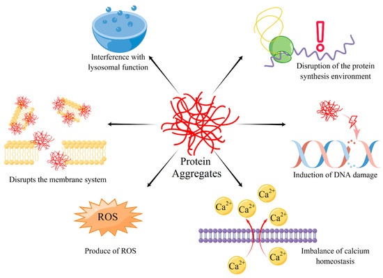 Cellular Protein Aggregates: Formation, Biological Effects, and Ways of ...