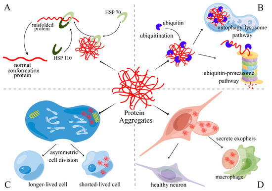 Cellular Protein Aggregates: Formation, Biological Effects, and Ways of ...