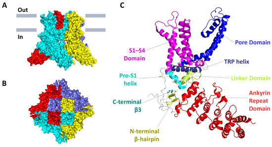 TRPV3 Ion Channel: From Gene to Pharmacology
