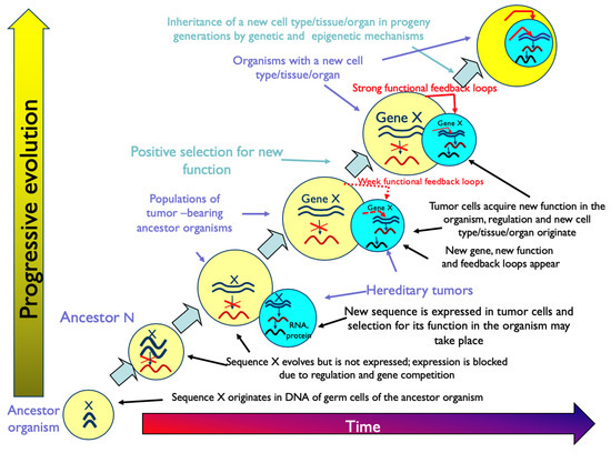 Carcino-Evo-Devo, A Theory of the Evolutionary Role of Hereditary Tumors