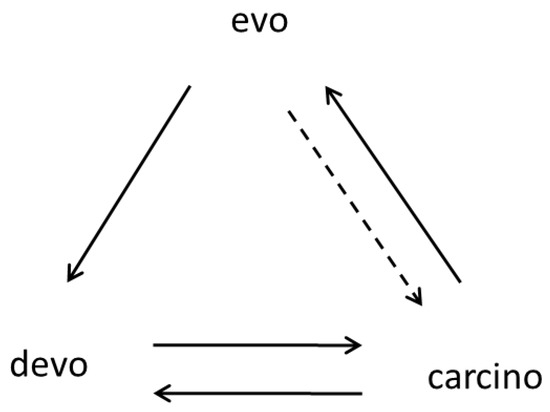 Carcino-Evo-Devo, A Theory of the Evolutionary Role of Hereditary Tumors