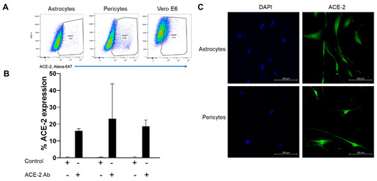 ACE-2, TMPRSS2, and Neuropilin-1 Receptor Expression on Human Brain ...