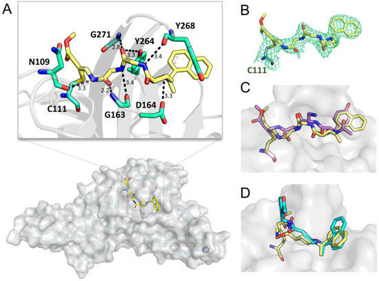 Structure-Based Design of Potent Peptidomimetic Inhibitors Covalently Targeting SARS-CoV-2 ...