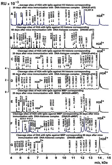 IJMS | Free Full-Text | EAE of Mice: Enzymatic Cross Site-Specific Hydrolysis of H2A Histone by ...
