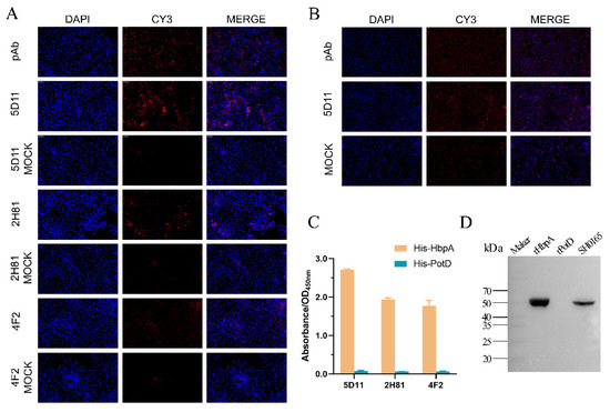 Identification of a Novel Linear B-Cell Epitope of HbpA Protein from ...