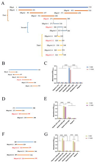 Identification of a Novel Linear B-Cell Epitope of HbpA Protein from ...