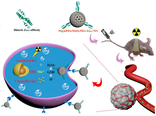 Recent Advances on Affibody- and DARPin-Conjugated Nanomaterials in ...