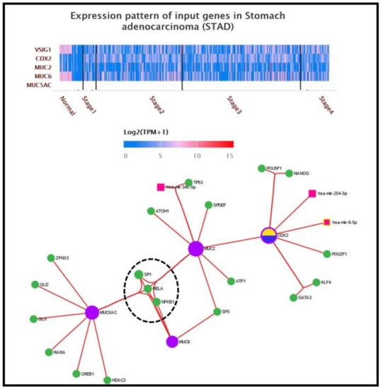 Mucin-Phenotype and Expression of the Protein V-Set and Immunoglobulin ...