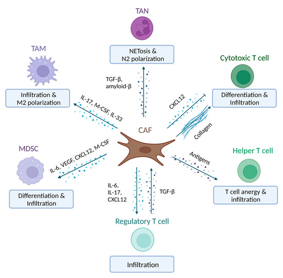 The Tango between Cancer-Associated Fibroblasts (CAFs) and Immune Cells ...
