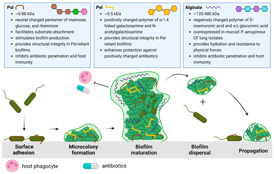How Three Self-Secreted Biofilm Exopolysaccharides of Pseudomonas aeruginosa, Psl, Pel, and ...