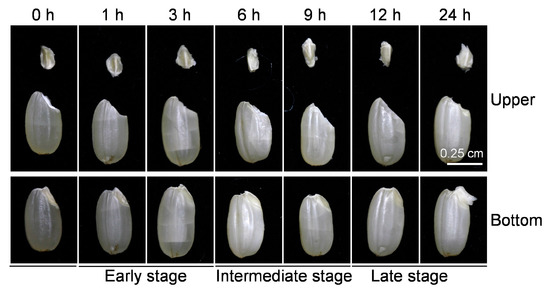 Transcriptome Analysis of Rice Embryo and Endosperm during Seed Germination