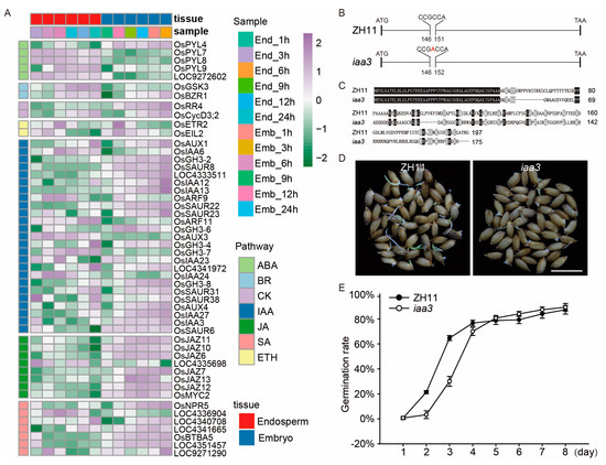 Transcriptome Analysis of Rice Embryo and Endosperm during Seed Germination